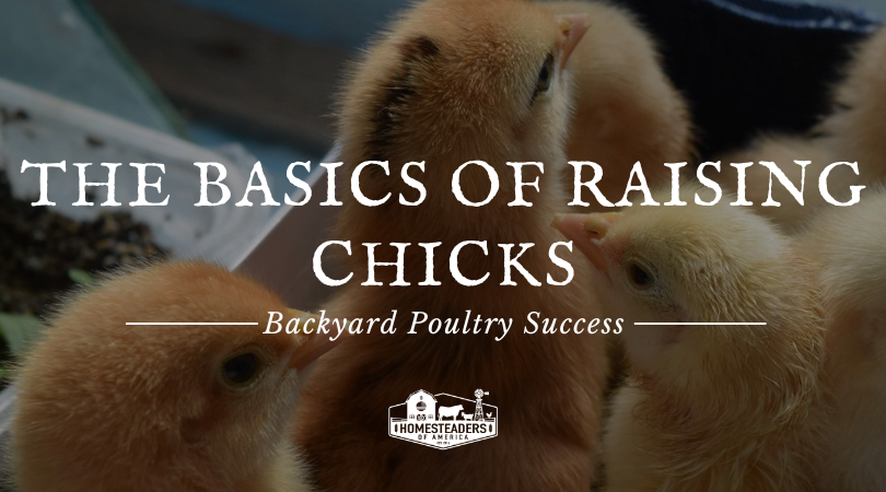 The Basics of Raising Chickens Featured Image - Homesteaders of America