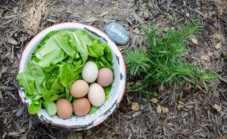 Backyard Compost: From Start to Finish - Homesteaders of America