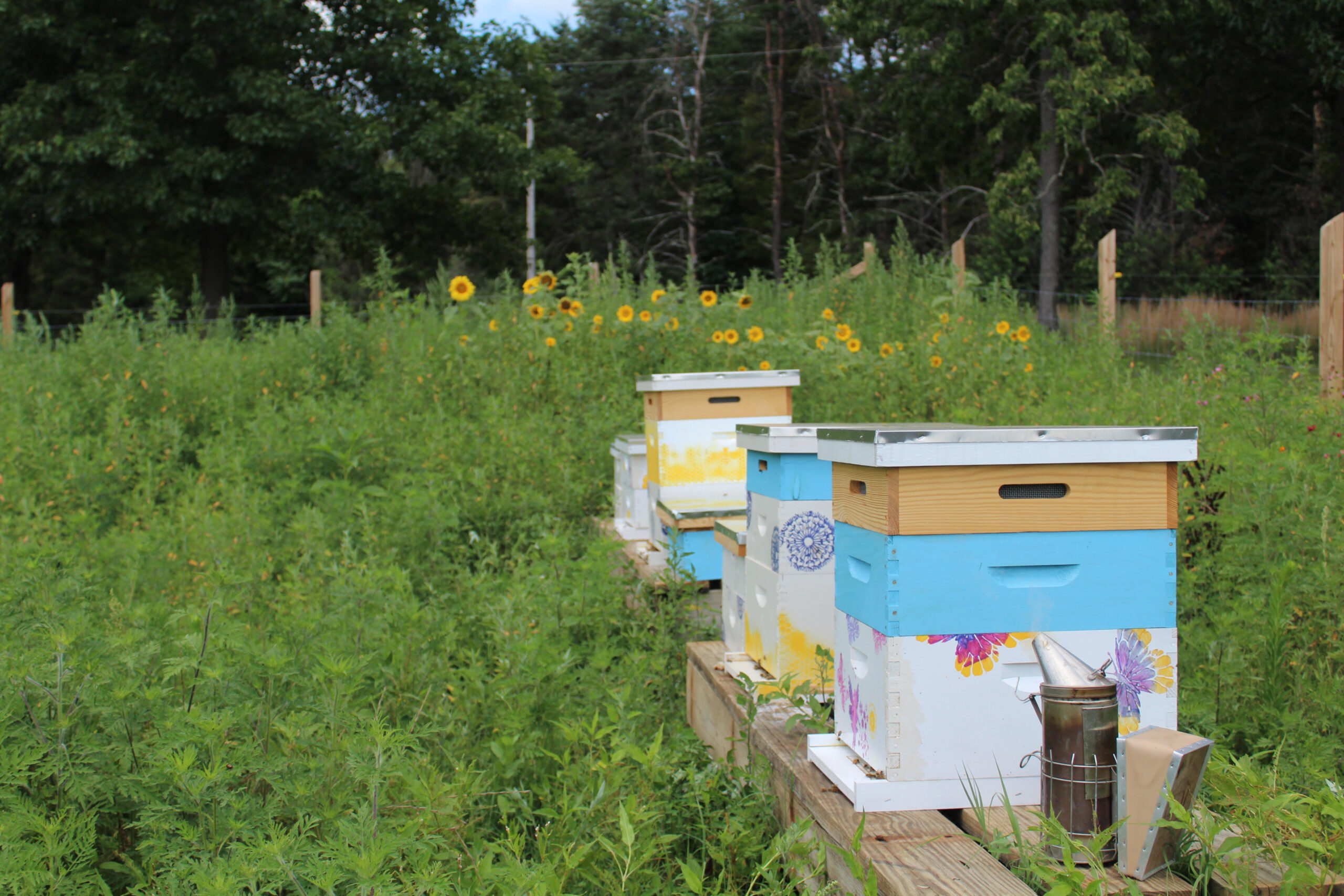 Easy Ways to Protect Bees: Saving the World, One Bee at a Time ...