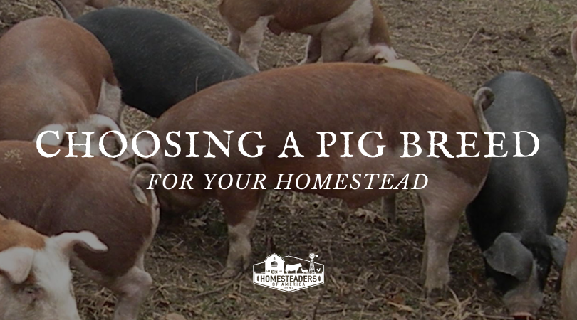 Choosing a Pig Breed on the Homestead - Homesteaders of America