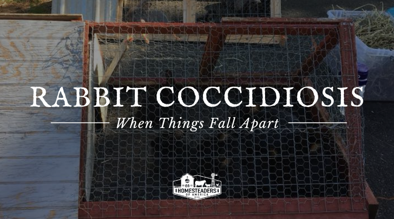 Rabbit Coccidiosis: When Things Fall Apart - Homesteaders of America