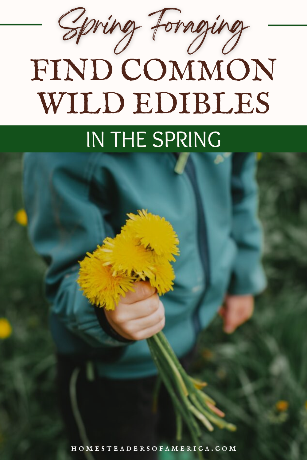 Spring Foraging Common Wild Edible Weeds Pinterest Image - Homesteaders ...