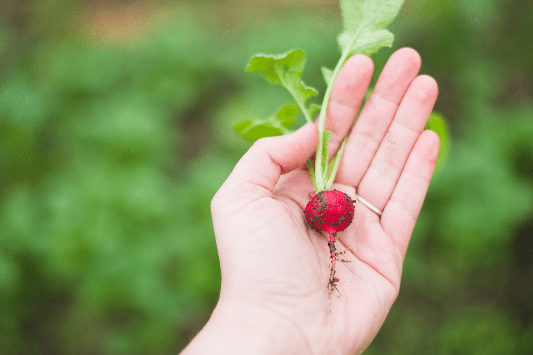 A Broken Food System | It's Time to Rebuild - Homesteaders of America