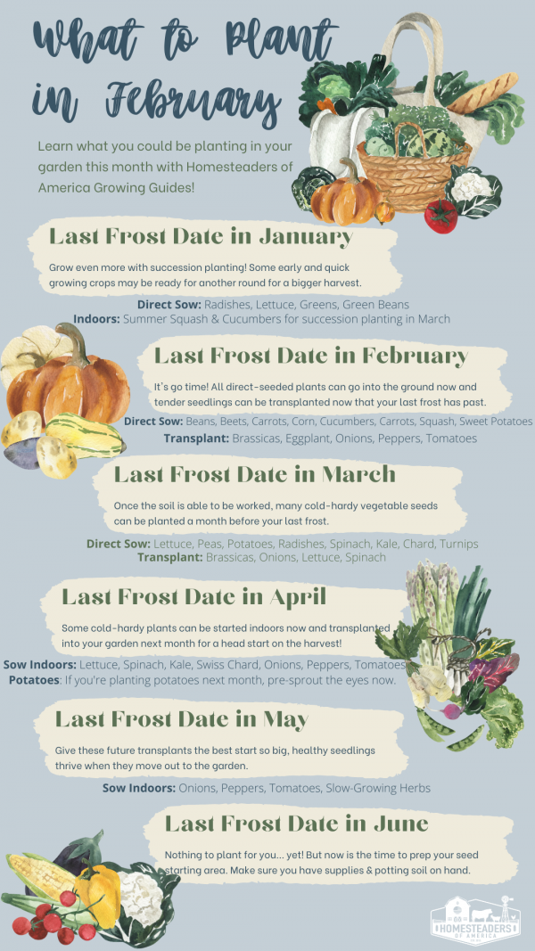 What to Plant in February: Vegetable Garden Growing Guide ...