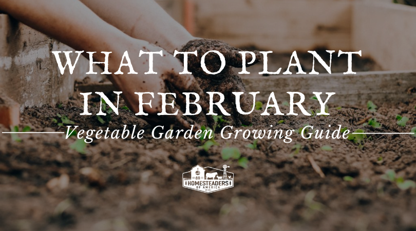 What to Plant in February: Vegetable Garden Growing Guide ...