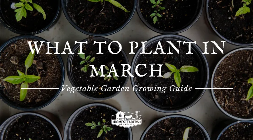 What to Plant in March: Vegetable Garden Growing Guide - Homesteaders ...