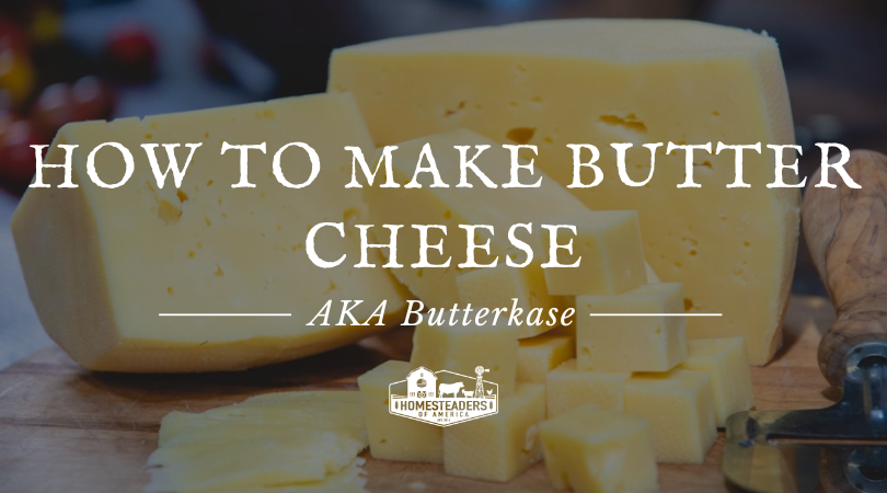 How to Make Butter Cheese (Butterkase) - Homesteaders of America
