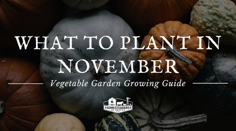 What to Plant in November: Vegetable Garden Growing Guide ...