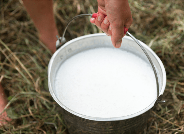 How to Make Cheddar Cheese - Homesteaders of America