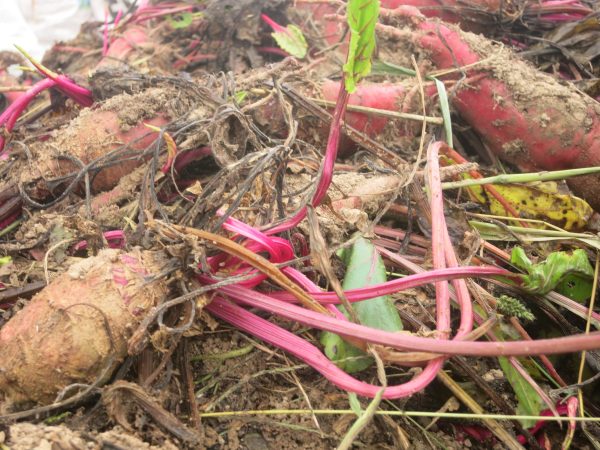 Growing Mangel-Wurzel as a Homestead Feed Crop - Homesteaders of America