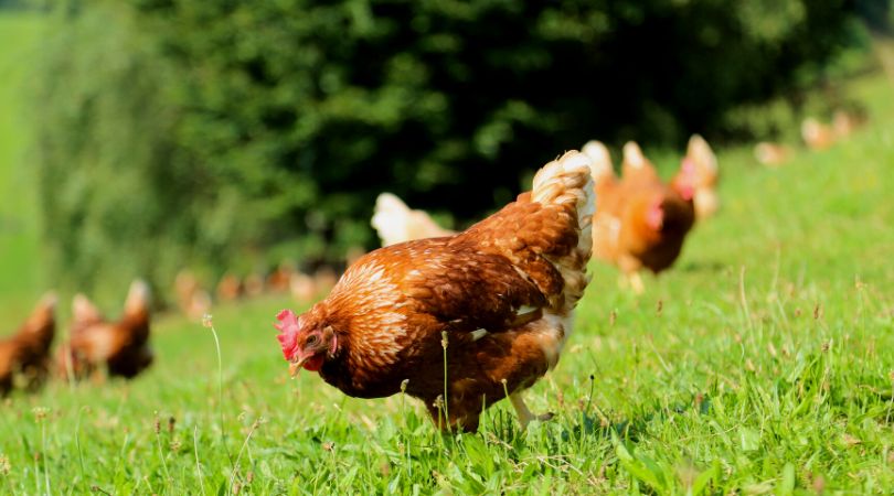 12 Heritage Meat Chicken Breeds Homesteaders Of America