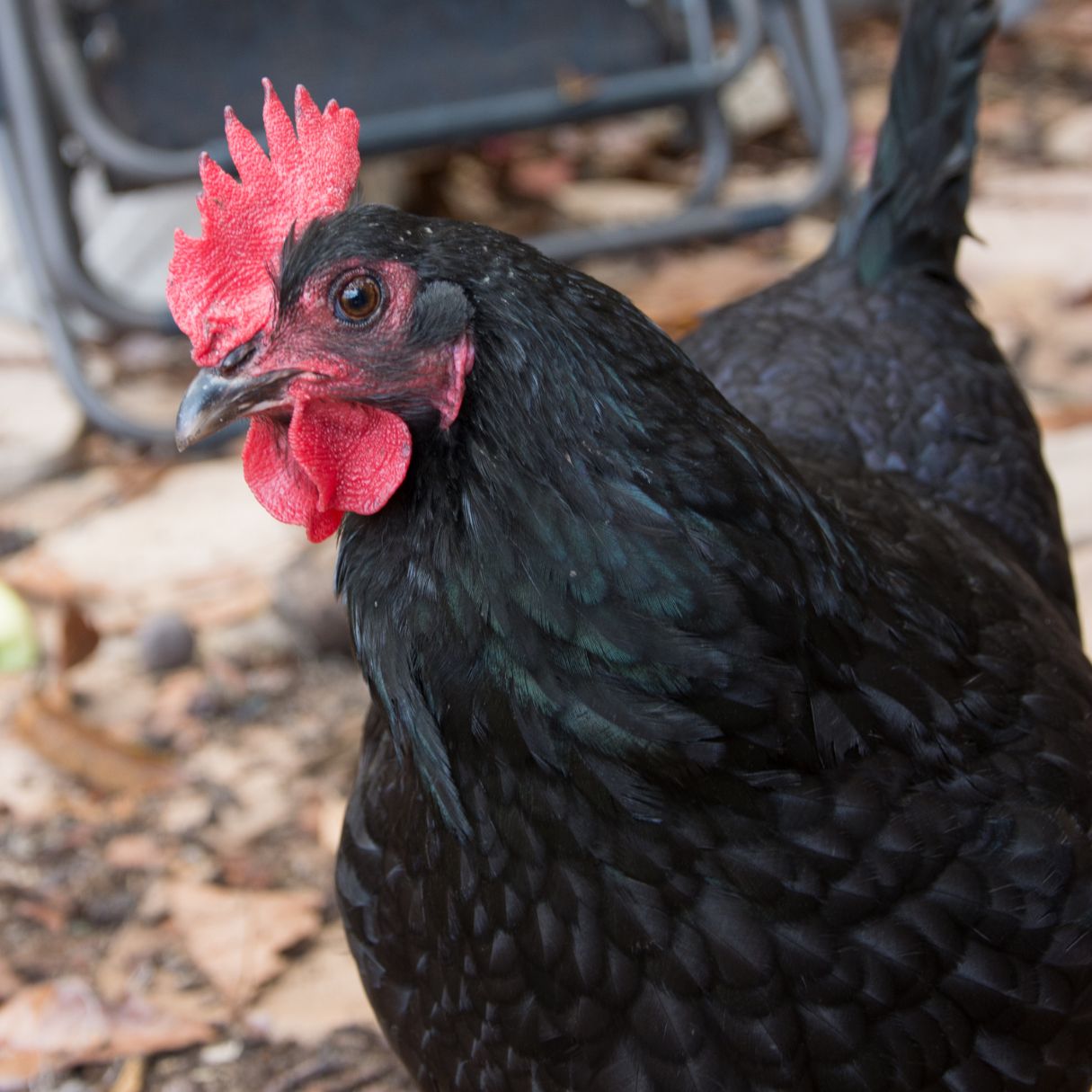black australorp - Homesteaders of America