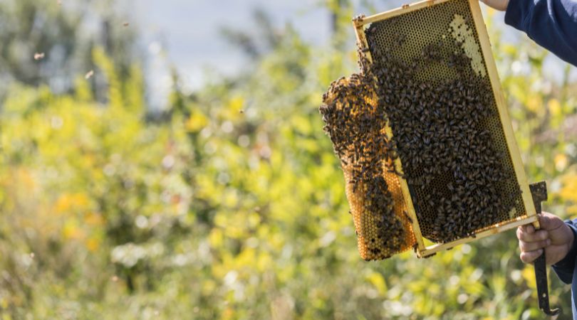 What to Look for in a Hive Inspection - Homesteaders of America