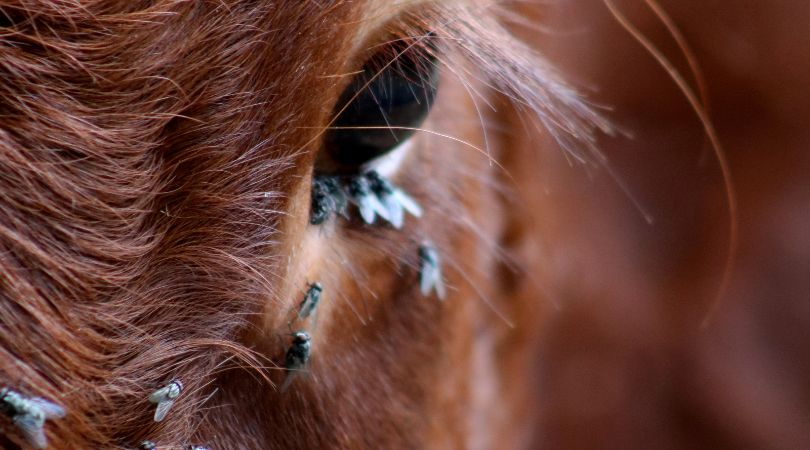 Homestead Fly Control: 6 Ways to Get Rid of Flies - Homesteaders of America