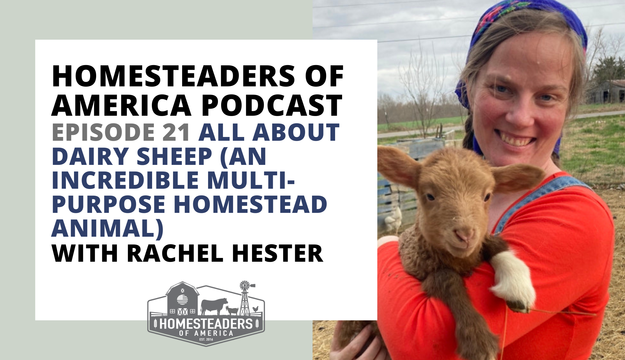 E21: All About Dairy Sheep (An Incredible Multi-Purpose Homestead ...