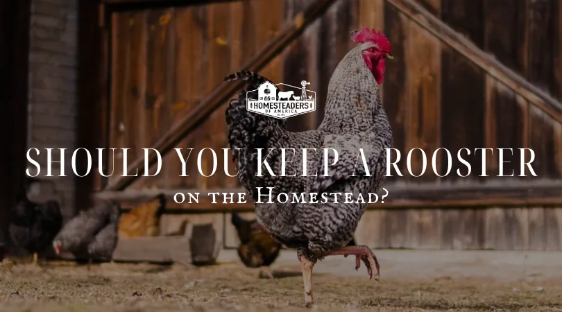 8 Reasons to Keep a Rooster on the Homestead - Homesteaders of America